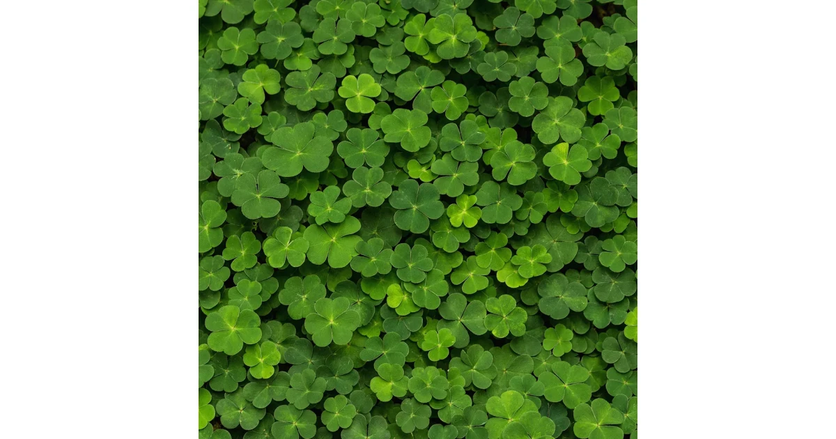 Clover - wall mural wallpaper with green clovers-Rebel Walls